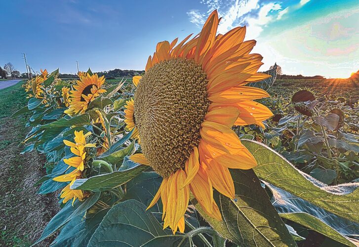 Setting sunflower | News, Sports, Jobs - Marietta Times